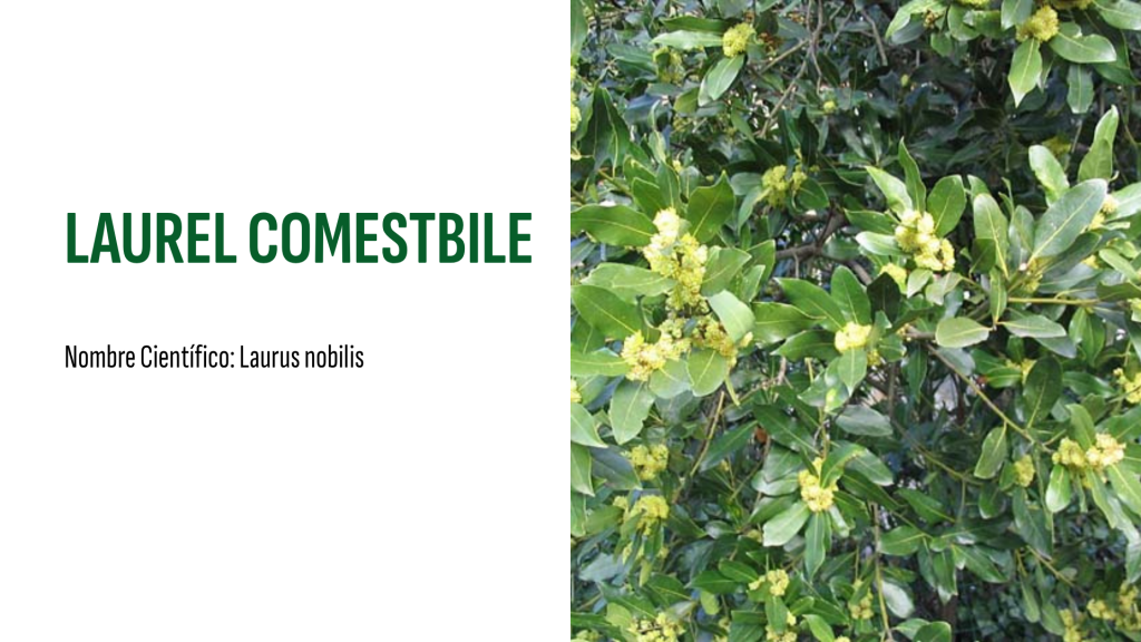 Laurel comestible | NotiCora